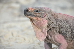 Iguana de la Isla Exuma | Wiki Reino Animalia | Fandom