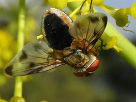 Ectophasia leucoptera | Wiki Reino Animalia | Fandom