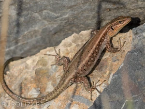 Lagarto de Roca Pelasgica | Wiki Reino Animalia | Fandom