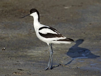 Avoceta Común | Wiki Reino Animalia | Fandom