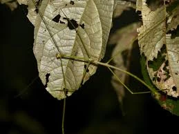 Insecto Palo de Borneo | Wiki Reino Animalia | Fandom