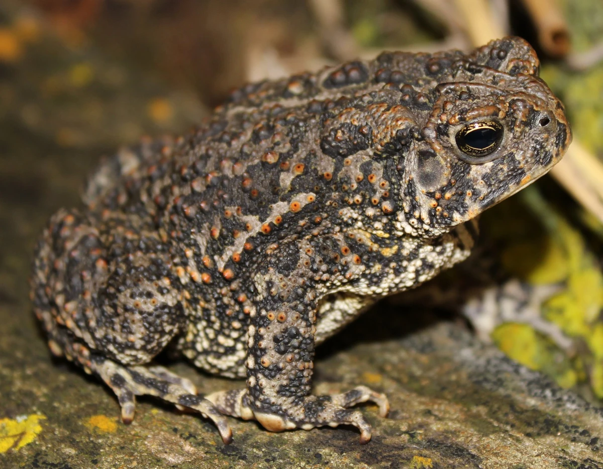 Sapo Americano | Wiki Reino Animalia | Fandom