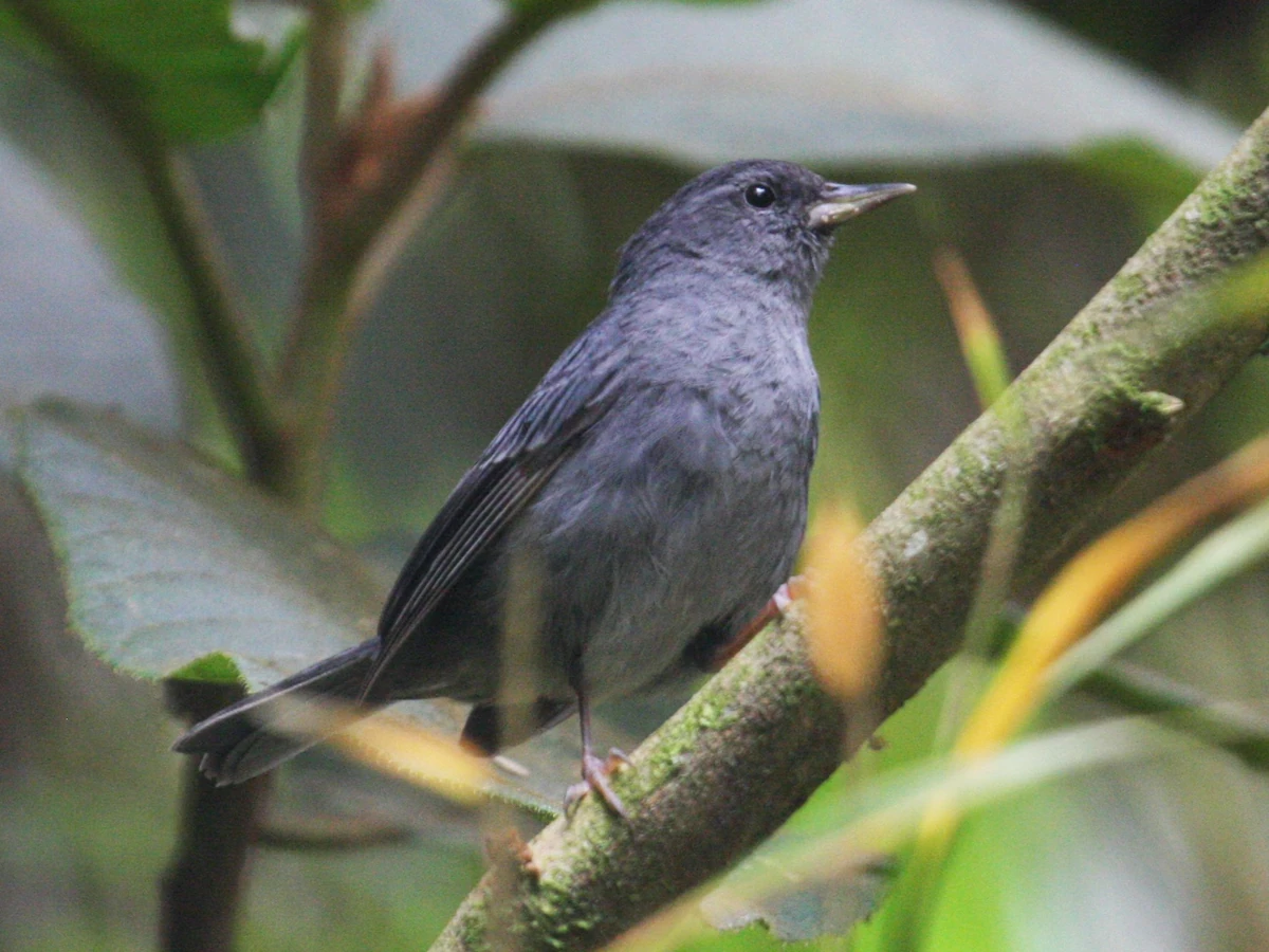 Yal Costarricense | Wiki Reino Animalia | Fandom