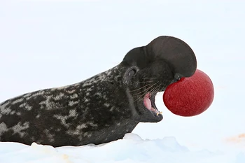 Foca de Casco | Wiki Reino Animalia | Fandom