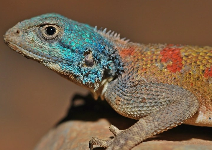 Agama de Bribón | Wiki Reino Animalia | Fandom