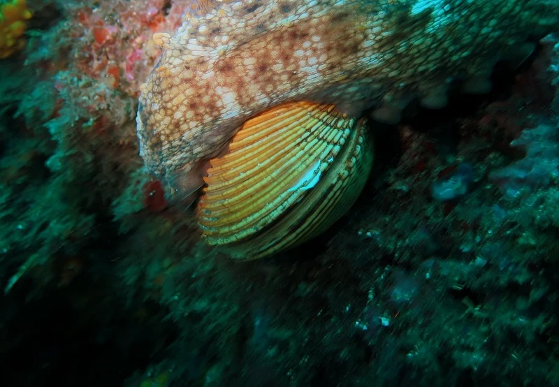 Bolo | Wiki Reino Animalia | Fandom