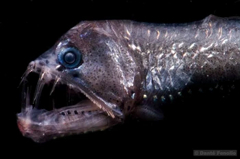 Pez víbora | Wiki Reino Animalia | Fandom