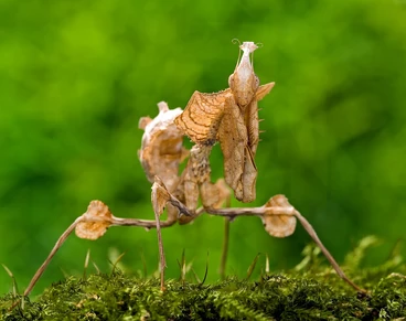 Mantis Diabólica | Wiki Reino Animalia | Fandom