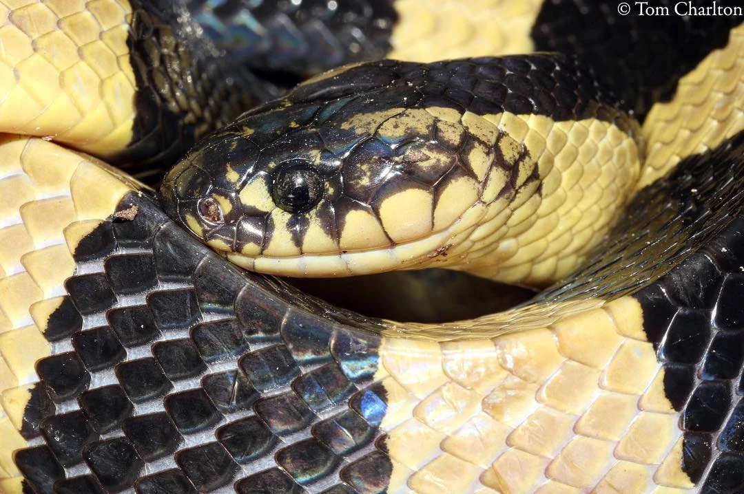 Krait Rayado | Wiki Reino Animalia | Fandom