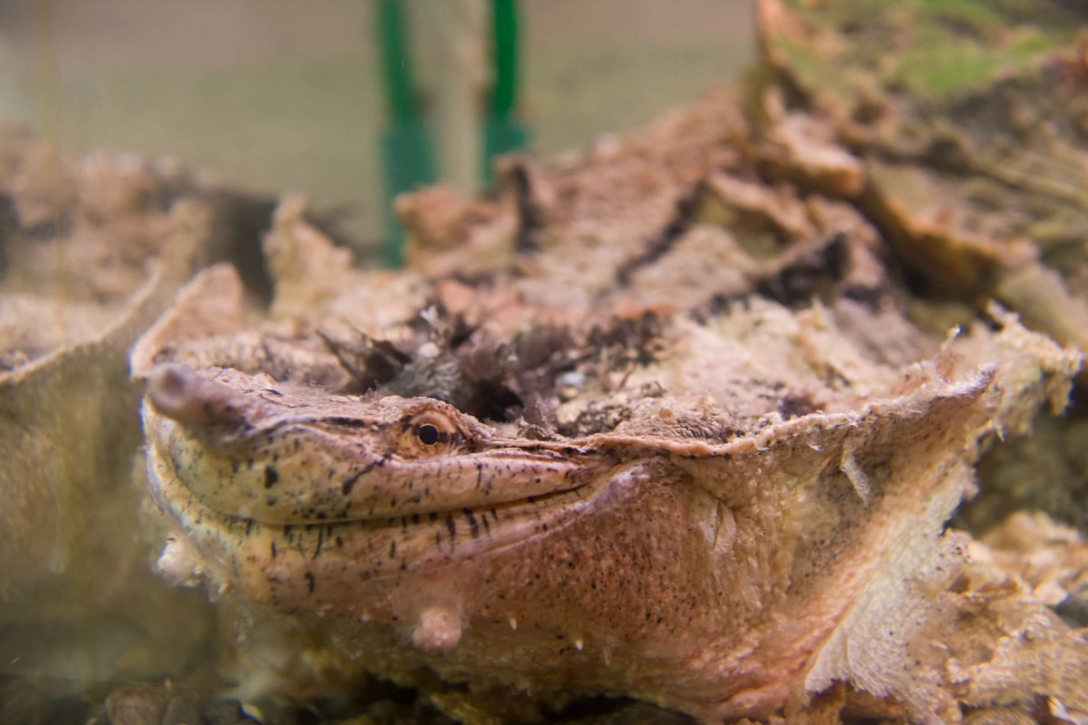 Matamata | Wiki Reino Animalia | Fandom