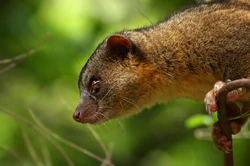 Gnatóstomos | Wiki Reino Animalia | Fandom