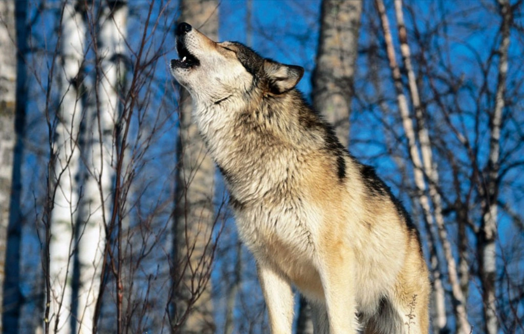 Lobo Gris Corriendo Naturaleza
