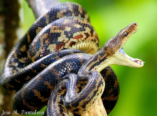 Boa de la Hispaniola | Wiki Reino Animalia | Fandom