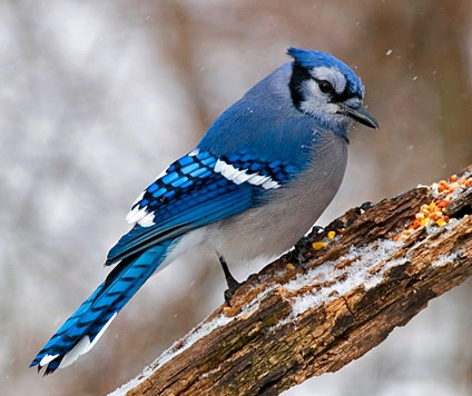 Arrendajo Azul | Wiki Reino Animalia | Fandom