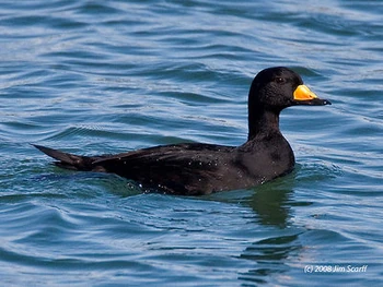 Negrón Común | Wiki Reino Animalia | Fandom