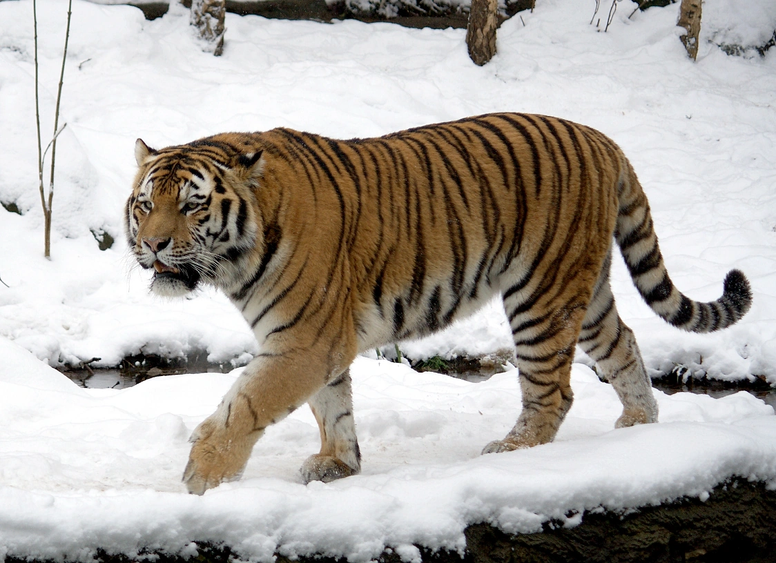 Tigre Siberiano | Wiki Reino Animalia | Fandom
