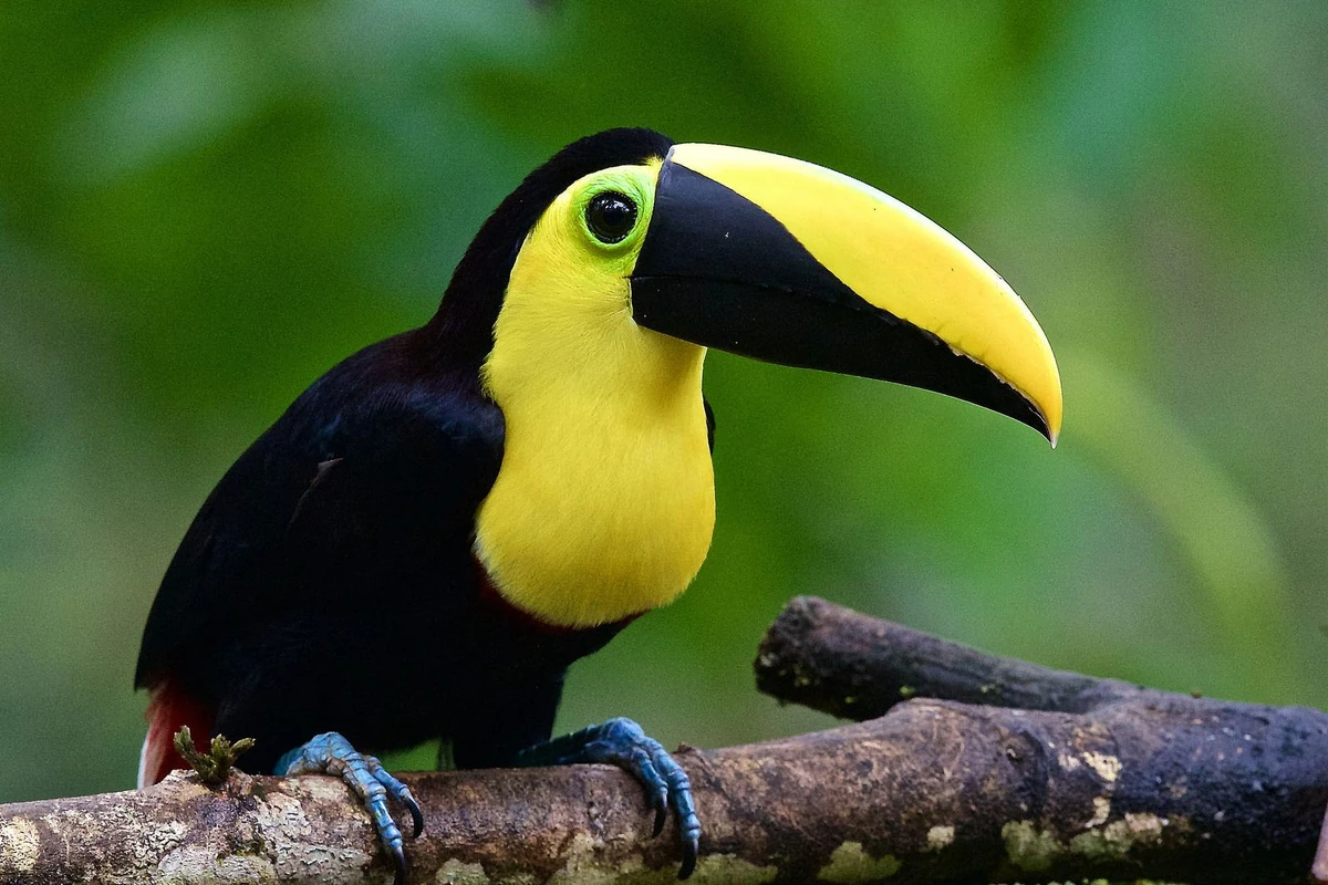 Tucán del Chocó | Wiki Reino Animalia | Fandom