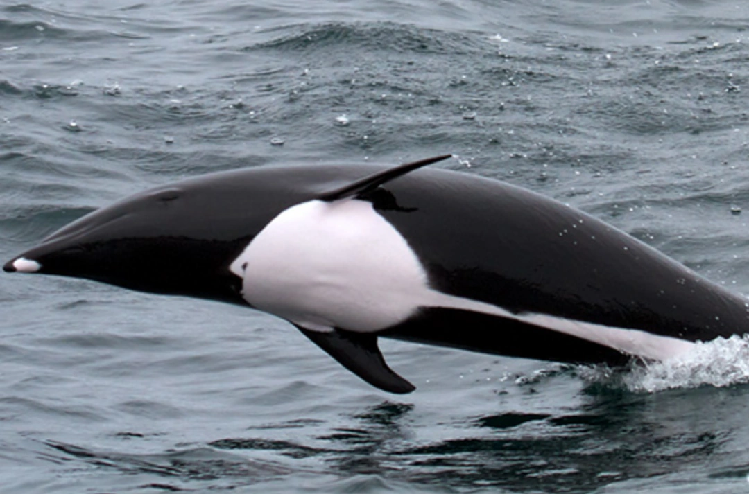 Delfín Septentrional Sin Aleta | Wiki Reino Animalia | Fandom