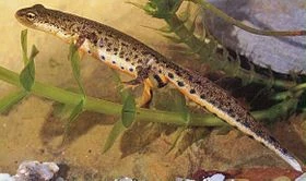 Tritón Iberico | Wiki Reino Animalia | Fandom