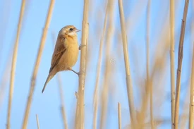 Pájaro Moscón Chino | Wiki Reino Animalia | Fandom
