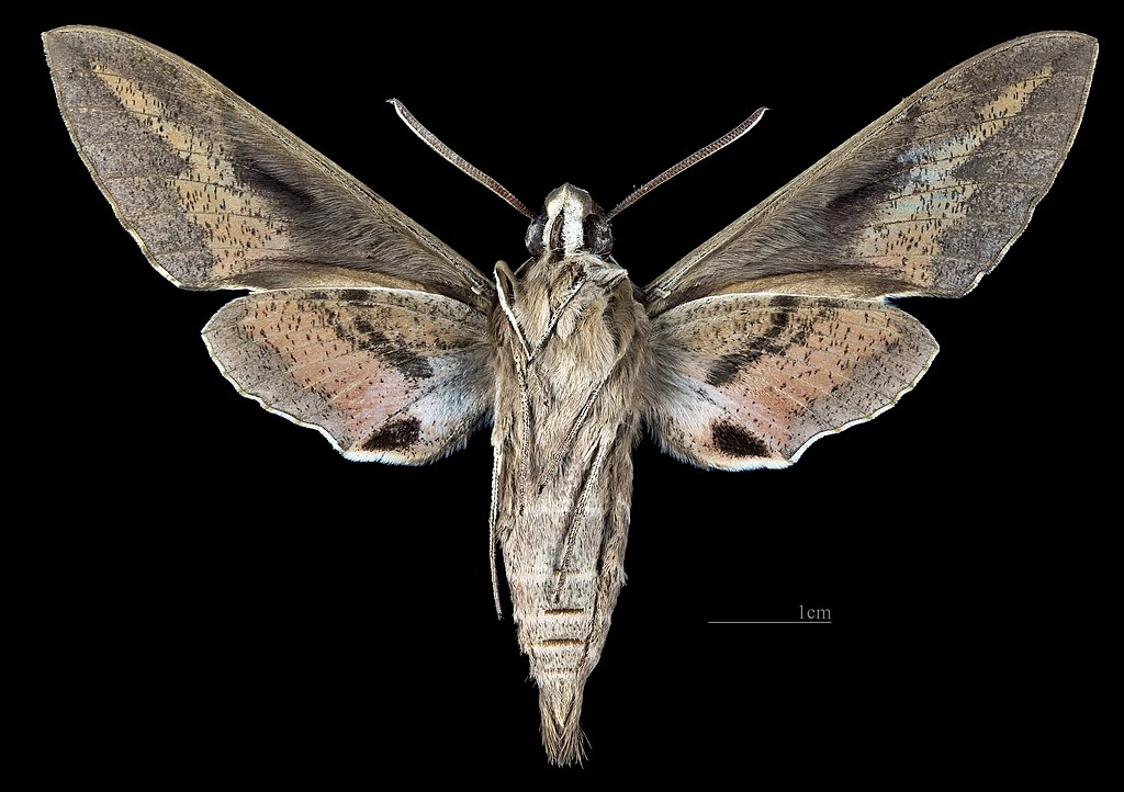 Mariposa nocturna | Wiki Reino Animalia | Fandom