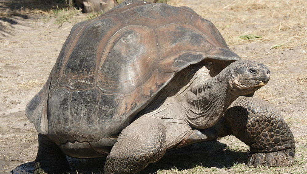 Tortuga gigante de Fernandina | Wiki Reino Animalia | Fandom