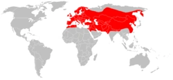 Nutria Europea | Wiki Reino Animalia | Fandom