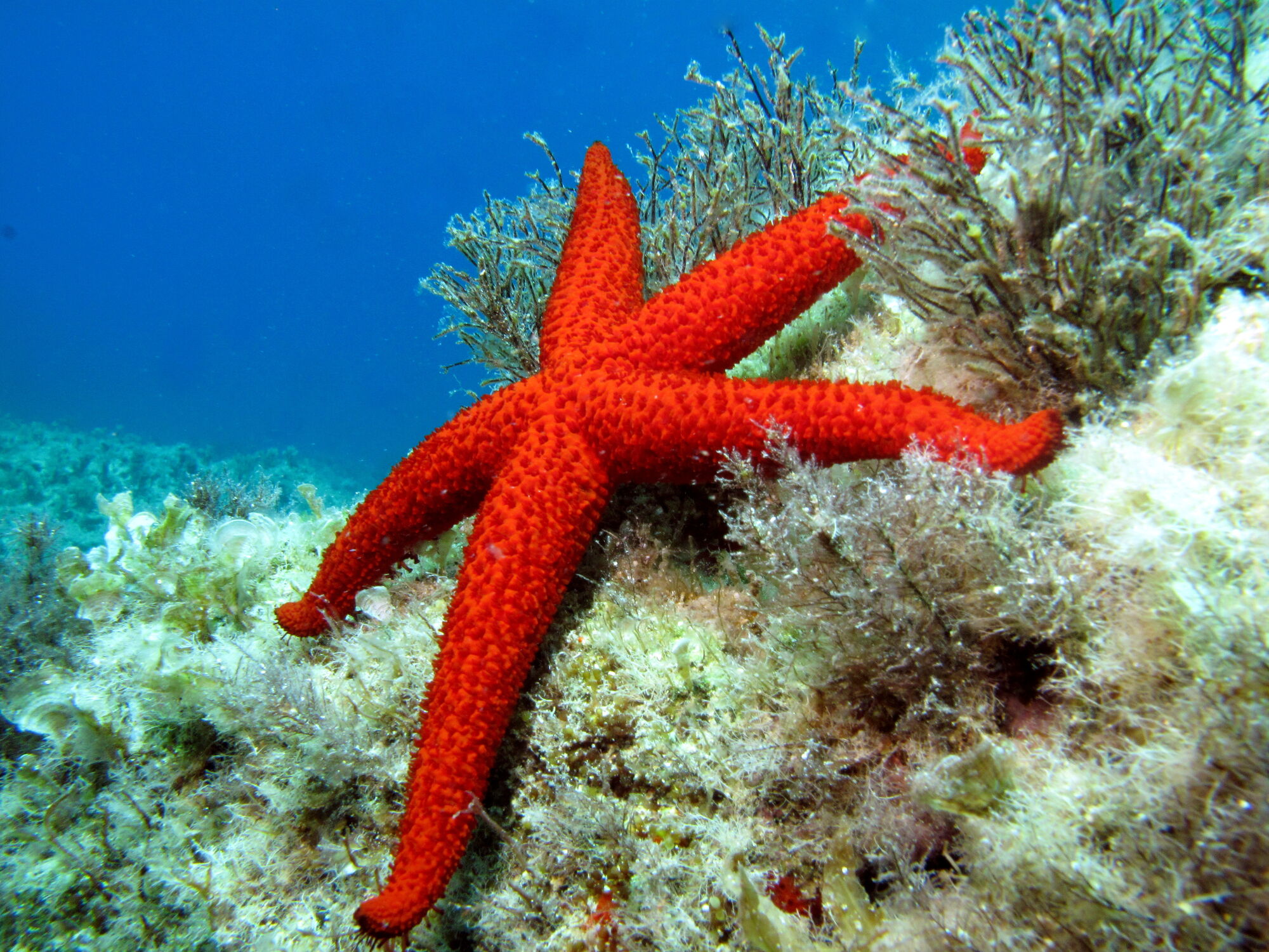 Estrella de mar roja | Wiki Reino Animalia | Fandom Estrella de mar roja | Wiki Reino Animalia | Fandom