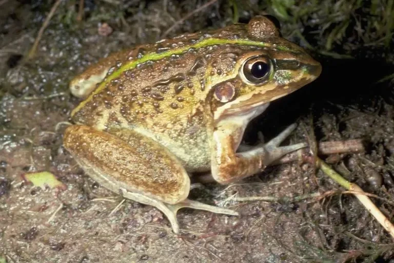Rana Excavadora Rayada | Wiki Reino Animalia | Fandom