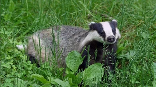 Tejón Europeo | Wiki Reino Animalia | Fandom