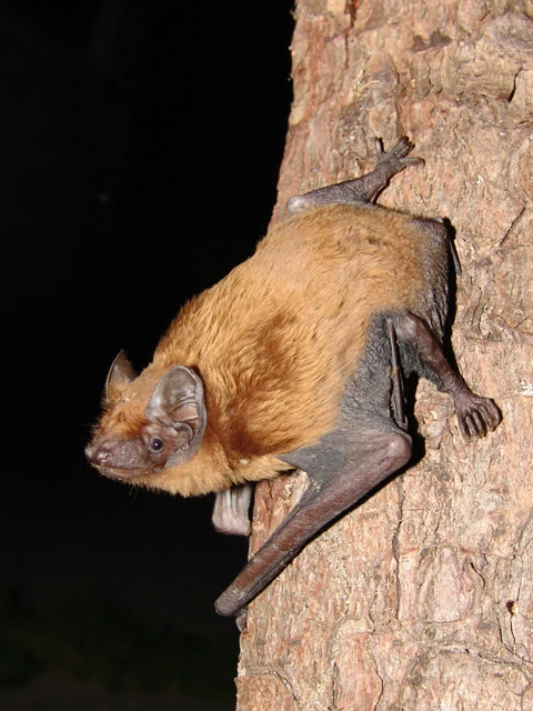 Nóctulo Mediano | Wiki Reino Animalia | Fandom