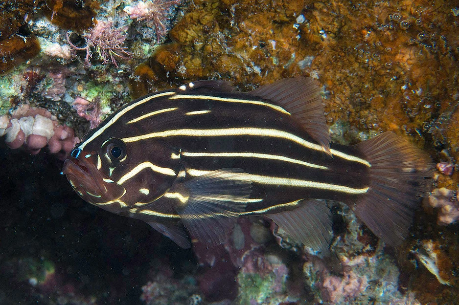 Mero Negro Rayado | Wiki Reino Animalia | Fandom