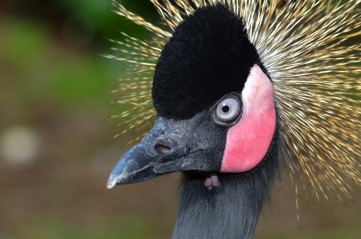 Grulla Coronada Negra | Wiki Reino Animalia | Fandom