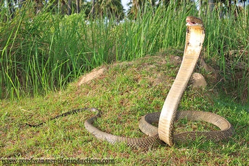 Cobra Real | Wiki Reino Animalia | Fandom