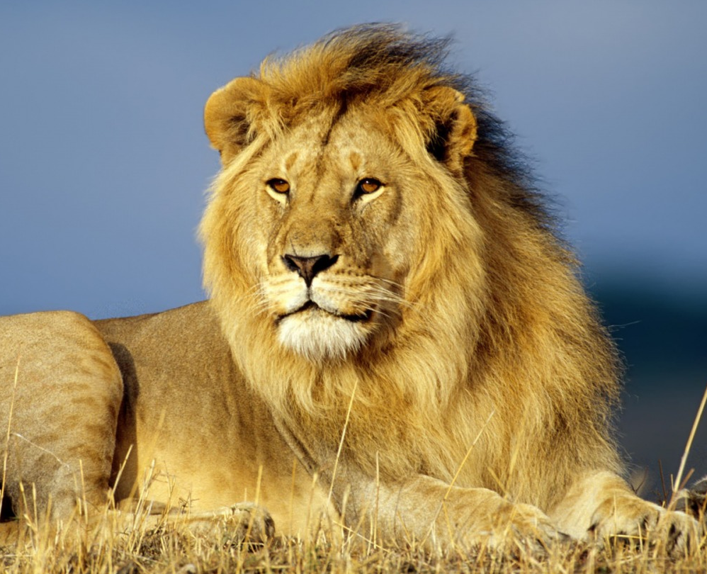 León | Wiki Reino Animalia | Fandom León | Wiki Reino Animalia | Fandom