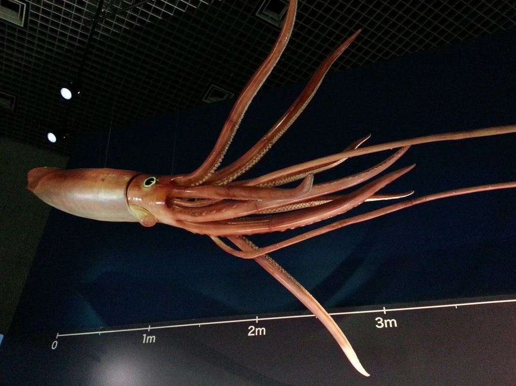 Ventosas De Calamar Gigante