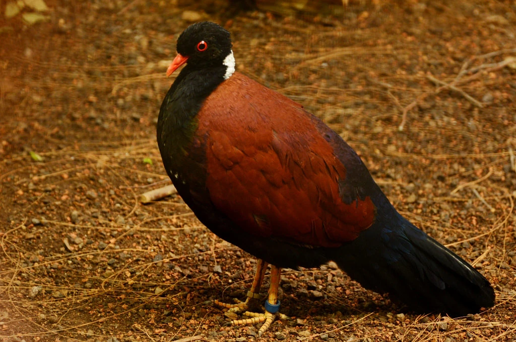 Paloma Faisán de Nuca Blanca | Wiki Reino Animalia | Fandom