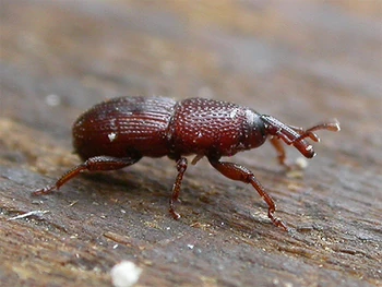 Gorgojo del Trigo | Wiki Reino Animalia | Fandom