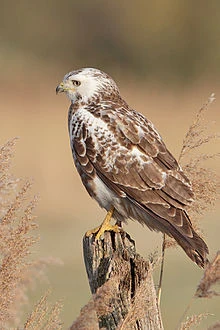 Busardo Ratonero | Wiki Reino Animalia | Fandom