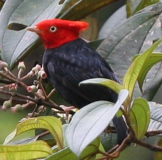 Saltarín Copetón | Wiki Reino Animalia | Fandom