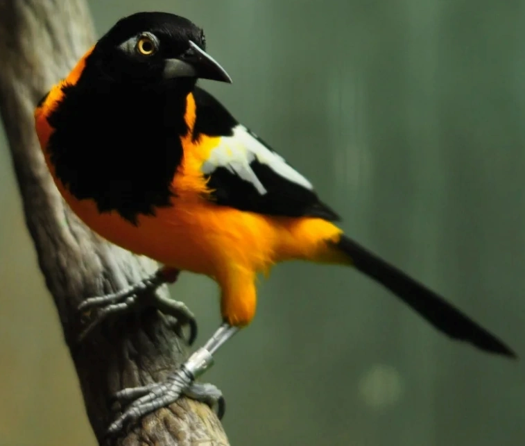 Turpial Venezolano | Wiki Reino Animalia | Fandom