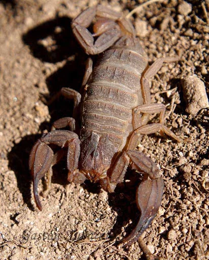 Alacrán Oscuro | Wiki Reino Animalia | Fandom