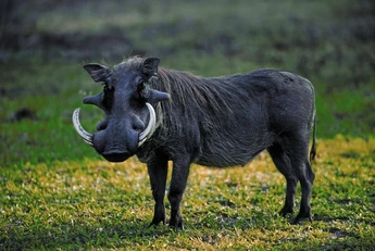 Facóquero | Wiki Reino Animalia | Fandom