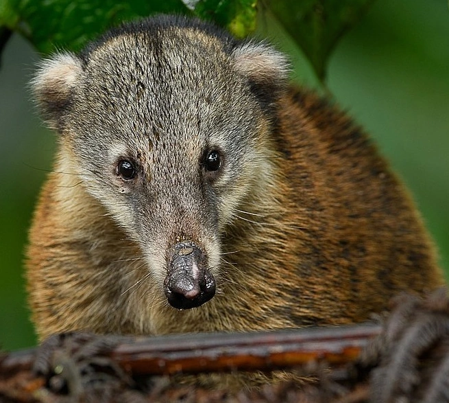 Coatí Andino | Wiki Reino Animalia | Fandom
