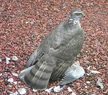 Gavilán Común | Wiki Reino Animalia | Fandom