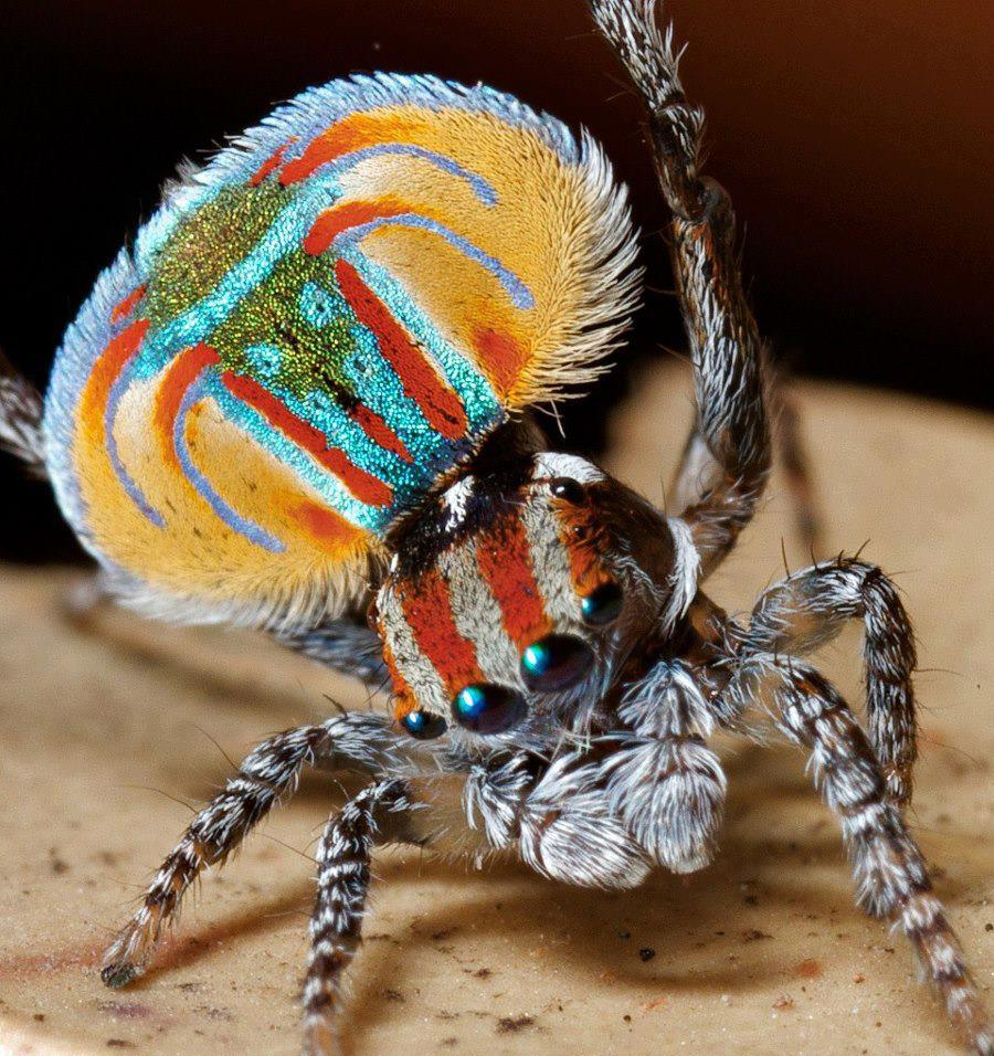 Invertebrados | Wiki Reino Animalia | Fandom Invertebrados | Wiki Reino Animalia | Fandom