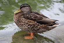 Ánade Real | Wiki Reino Animalia | Fandom