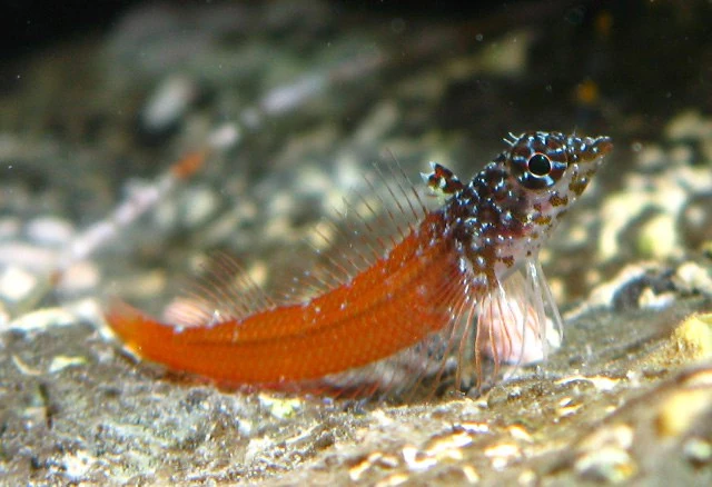 Moma Nariguda Manchada | Wiki Reino Animalia | Fandom