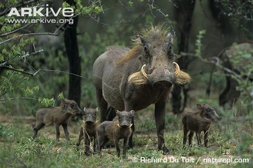 Facóquero | Wiki Reino Animalia | Fandom