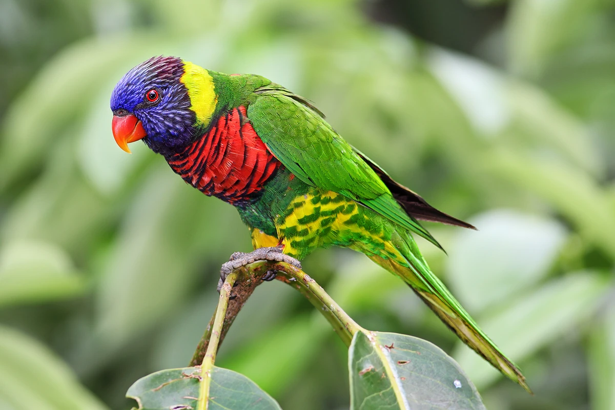 Loro Arcoíris | Wiki Reino Animalia | Fandom